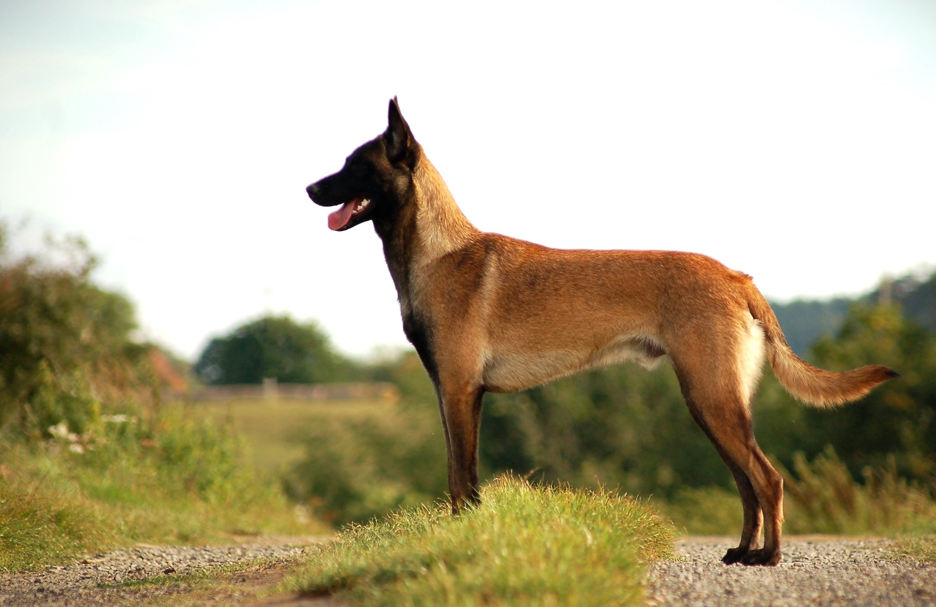 O mně :: Pozitivní pes